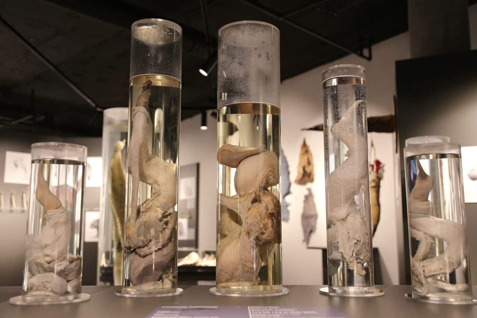 Iceland’s Penis Museum Opens Cafe Following Move in Reykjavik – Traveo